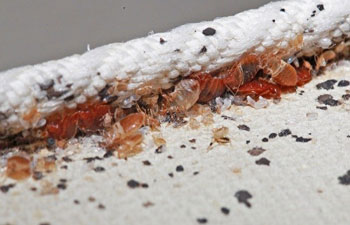 can you see bed bugs on mattress