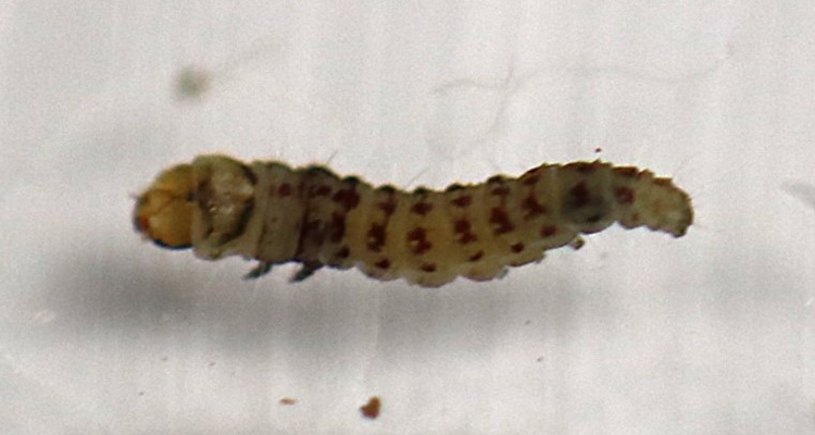 pinworm larvae