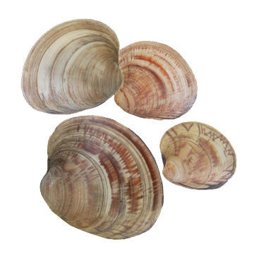 sea clams