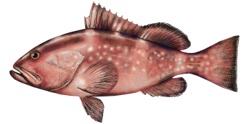 is black grouper good to eat