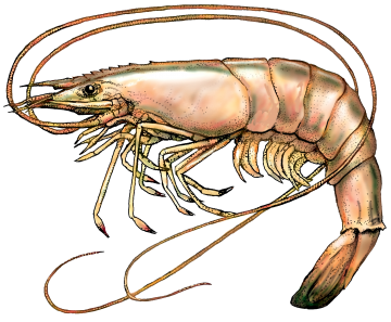 Shrimp! Eat ’em Up! - South Carolina Shrimpers Association