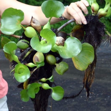 Eichhornia Roots