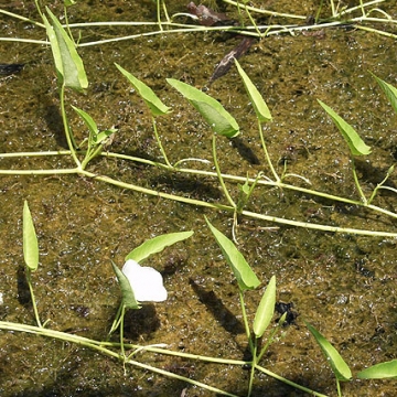 ipomoea aquatica common name