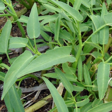 ipomoea aquatica common name