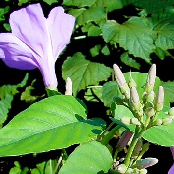 ipomoea carnea