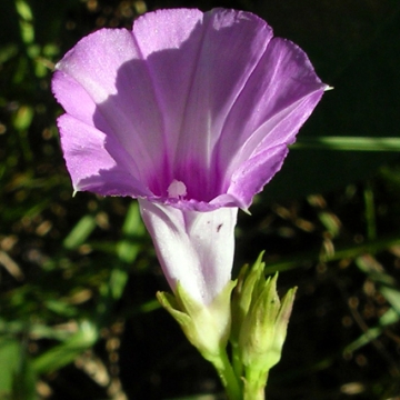 ipomoea rhs