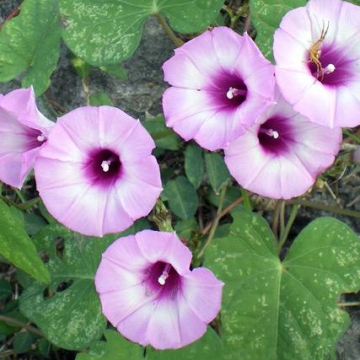 ipomoea rhs
