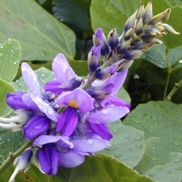 Kudzu Flower