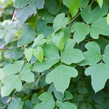 kudzu leaf uses
