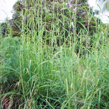 Rottboellia Cochinchinensis