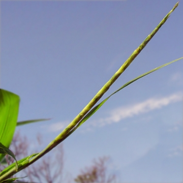 Rottboellia Cochinchinensis