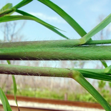 Rottboellia Cochinchinensis