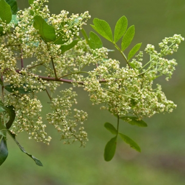 brazilian pepper tree problems