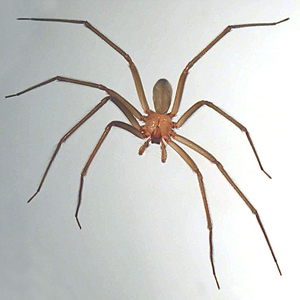 spider bite identification chart florida