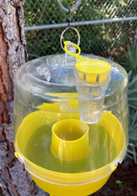 hanging fruit fly trap