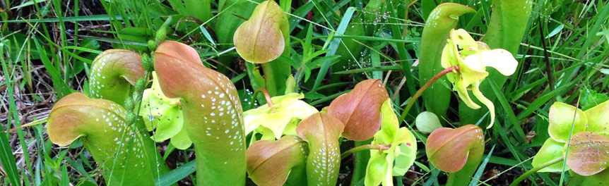 vulnerable plants list