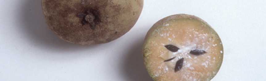Sapodilla