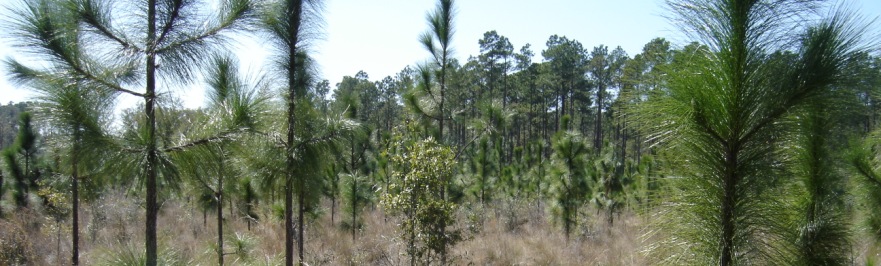 longleaf pine forest plants