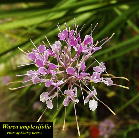 vulnerable plants list