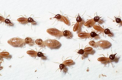 termite size florida