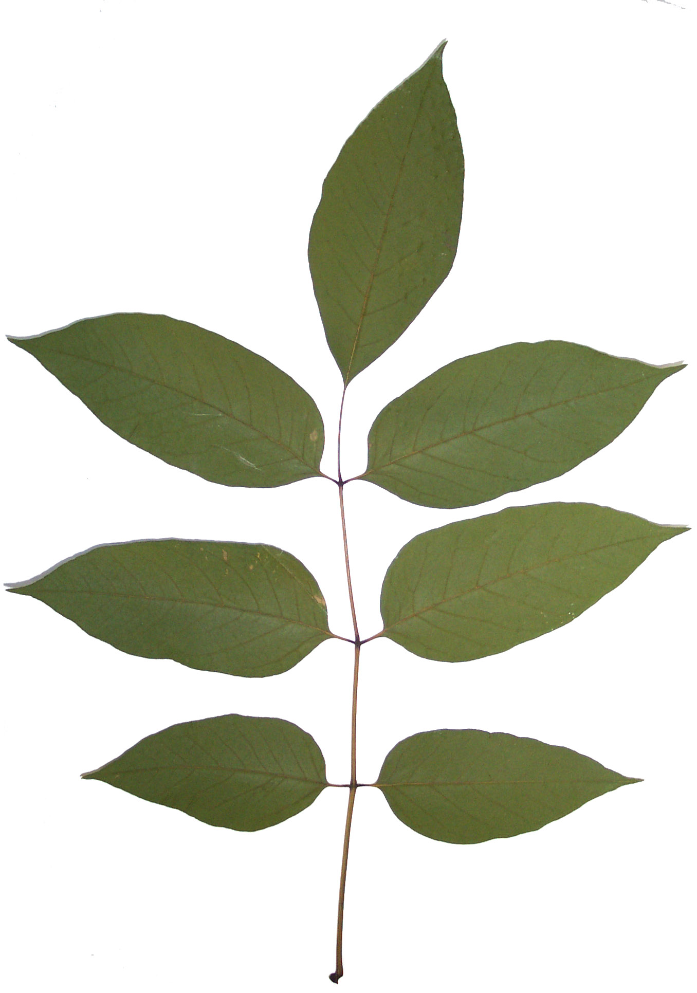 White Ash Leaf