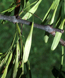 green ash fruit type