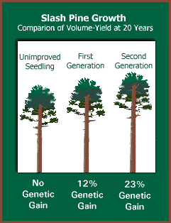 slash pine tree grow zone