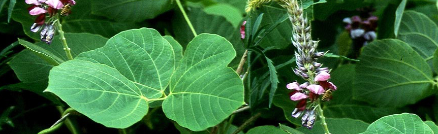 noxious weeds examples