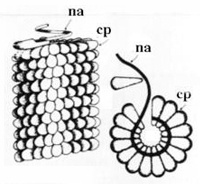 plant virus structure